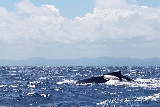 Whale Watching in Samana - What Travelers Say
