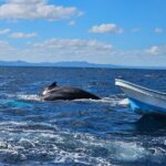 Whale watching more fell up - The Itinerary in Detail