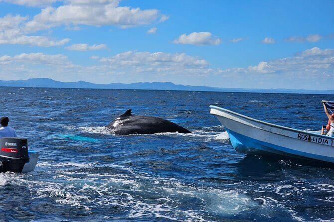 Whale watching more fell up - The Itinerary in Detail