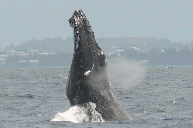 Whale Watching on Coral Princess in Bermuda - Why Consider This Tour: Pros and Cons