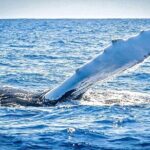 Whale Watching on Sundeck in Bermuda - Who Will Love This Tour?