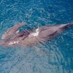 Whale Watching on "The World Famous North Shore of Oahu", Hawaii - An Introduction to the North Shore Whale Watching Tour