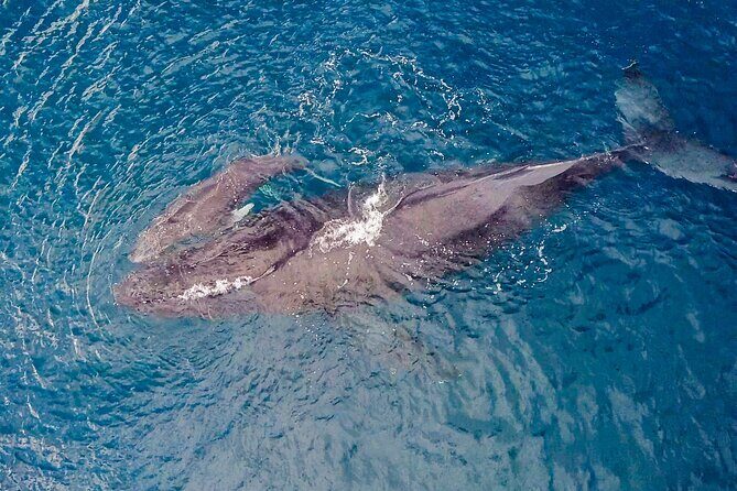 Whale Watching on "The World Famous North Shore of Oahu", Hawaii - An Introduction to the North Shore Whale Watching Tour