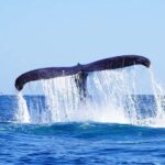Whale watching, snorkeling, lunch, and drinks in Cabo San Lucas - The Iconic Arch and Hidden Beaches