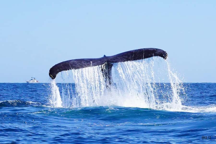 Whale watching, snorkeling, lunch, and drinks in Cabo San Lucas - The Iconic Arch and Hidden Beaches