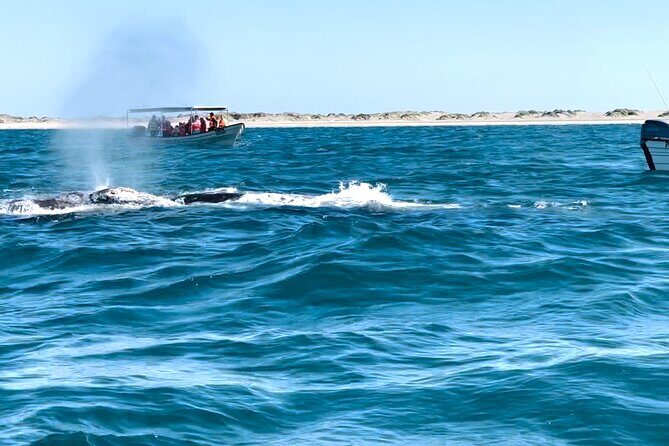 Whale Watching Tour in La Paz - What Makes This Tour Stand Out?