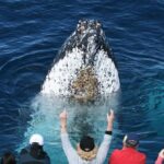 Whale Watching Tour with Spirit of Gold Coast - The Review Spectrum: What Travelers Say
