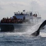 Whale watching tours departing from Naha - The Experience in Detail
