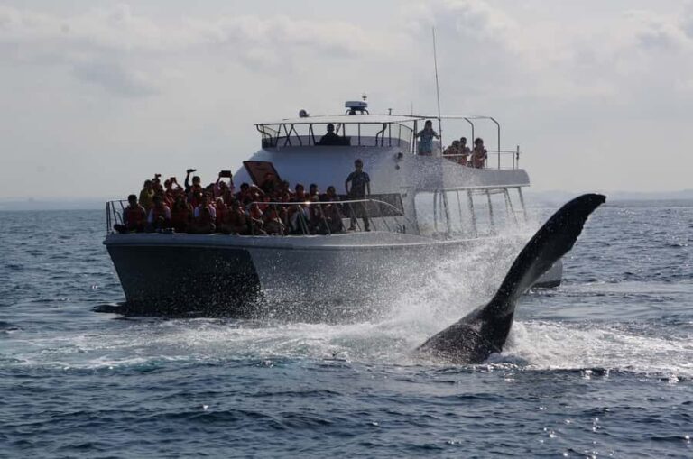 Whale watching tours departing from Naha - The Experience in Detail
