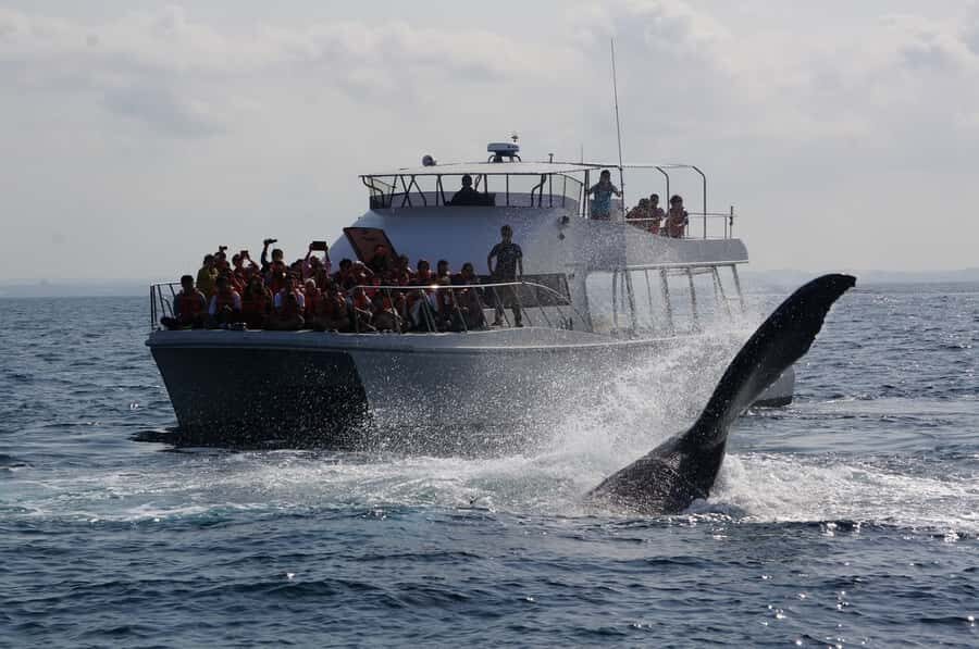 Whale watching tours departing from Naha - The Experience in Detail