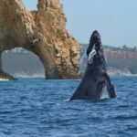 Whale Watching with Arch Tour Included (Beach Time Optional) - What to Expect from the Tour