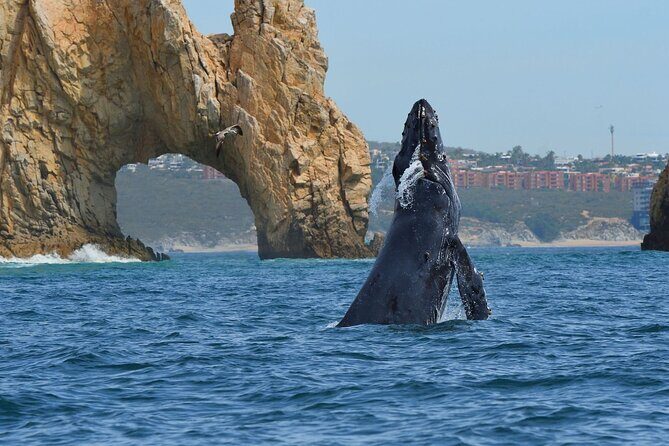 Whale Watching with Arch Tour Included (Beach Time Optional) - What to Expect from the Tour