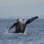 Whale Watching with Biologist and Hydrophone in Puerto Vallarta - Who Would Love This Tour?