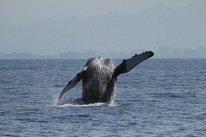 Whale Watching with Biologist and Hydrophone in Puerto Vallarta - Who Would Love This Tour?