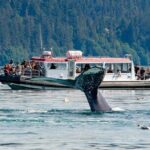 Whales and Wilderness Exploration - Who Should Consider This Tour?