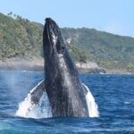 Whales Watching Half Day Experience - FAQ