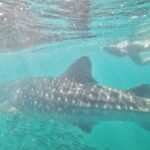 whaleshark, snorkeling with a giant sea - What the Tour Includes and What It Doesn’t