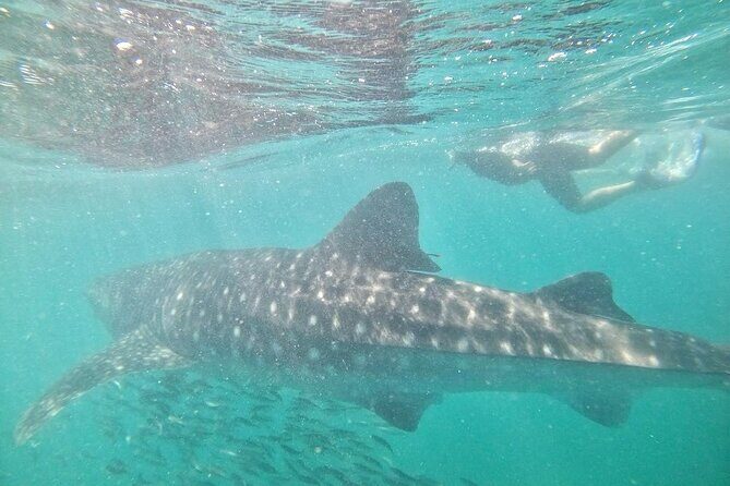 whaleshark, snorkeling with a giant sea - What the Tour Includes and What It Doesn’t
