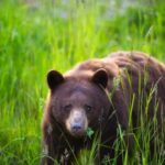 Whistler: Afternoon/Evening Bear Viewing Scenic Tour - The Reality of the Experience: Balancing Hope and Reality