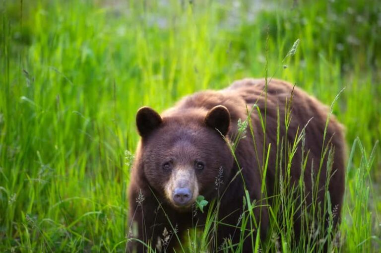 Whistler: Afternoon/Evening Bear Viewing Scenic Tour - The Reality of the Experience: Balancing Hope and Reality