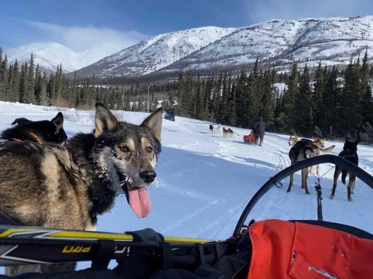 Whitehorse: Dog Sledding Adventure with Hot Cocoa - Practical Details and Considerations