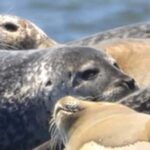 Wickford, RI: Narragansett Bay Seal-Watching Tour by Boat - The Value of a Short Wildlife Escape