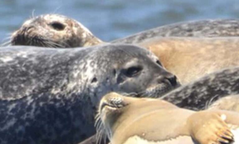 Wickford, RI: Narragansett Bay Seal-Watching Tour by Boat - The Value of a Short Wildlife Escape