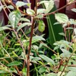 Wild and Medicinal Dominica Private Tour - Who Will Love This Tour?