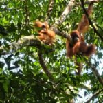 Wild Orangutan Trek: 2-Day Adventure in Gunung Leuser Park - What You Can Expect with This Tour
