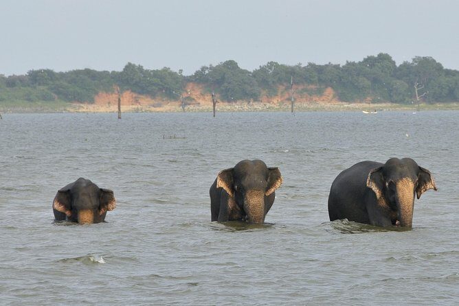 Wild Safari Udawalawe from Mount Lavinia - Arrival at Udawalawe National Park