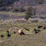 Wild Yellowstone 1 Day | Wildlife Photography Tour - A Practical Guide to the Yellowstone Wildlife Photography Experience