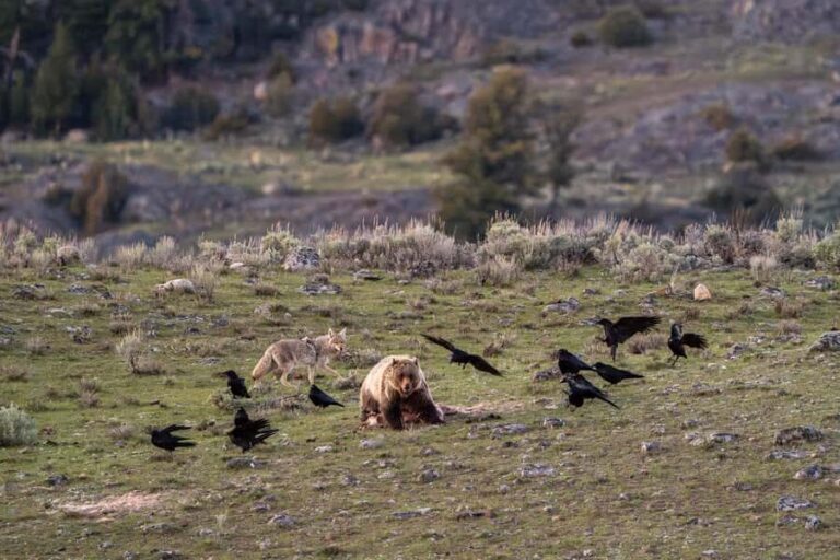 Wild Yellowstone 1 Day | Wildlife Photography Tour - A Practical Guide to the Yellowstone Wildlife Photography Experience