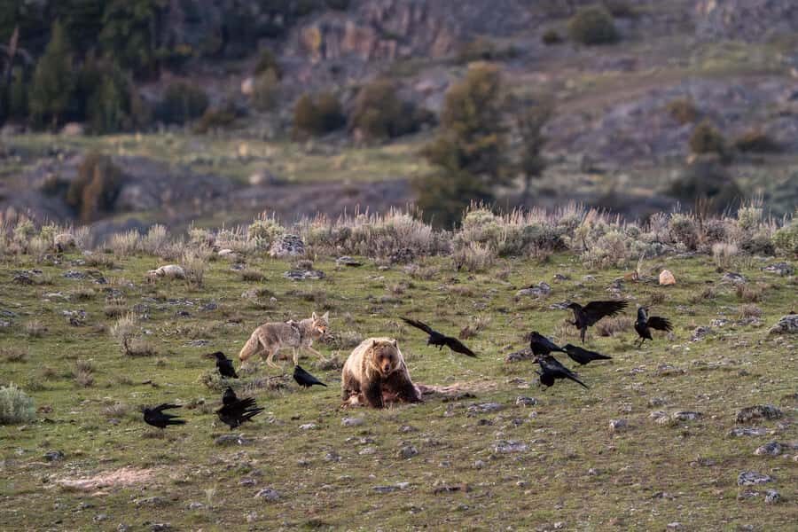 Wild Yellowstone 1 Day | Wildlife Photography Tour - A Practical Guide to the Yellowstone Wildlife Photography Experience