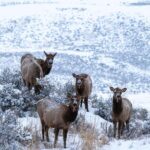 Wild Yellowstone 3 Day | Wildlife Photography Tour - The Experience: Whats Unique and Valuable