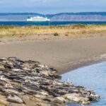 Wildlife Boat Cruise: Port Townsend, WA - What to Expect During the Tour