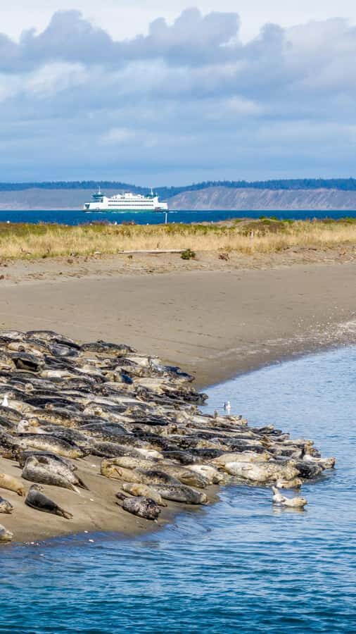 Wildlife Boat Cruise: Port Townsend, WA - What to Expect During the Tour