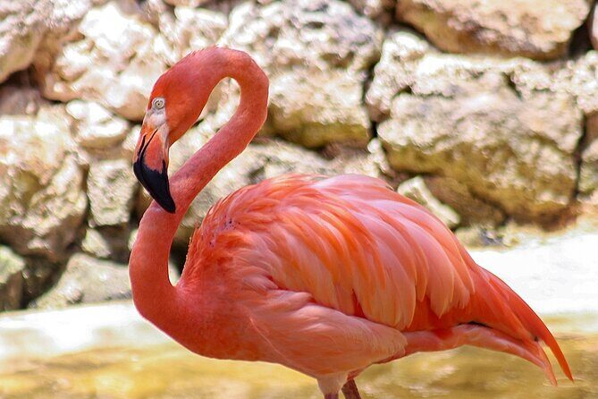 Wildlife Learning Adventure and Snorkeling in Akumal - Final Thoughts: Is This Tour Worth It?