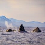 Wildlife Photography Workshop: Sitka Boat Tour (3 hours) - Who Should Consider This Tour?