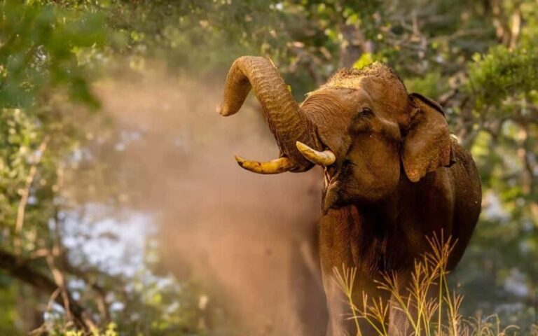 Wildlife Private Day Tour- Mysore to Bandipur National Park - An In-Depth Look at the Mysore to Bandipur Day Trip