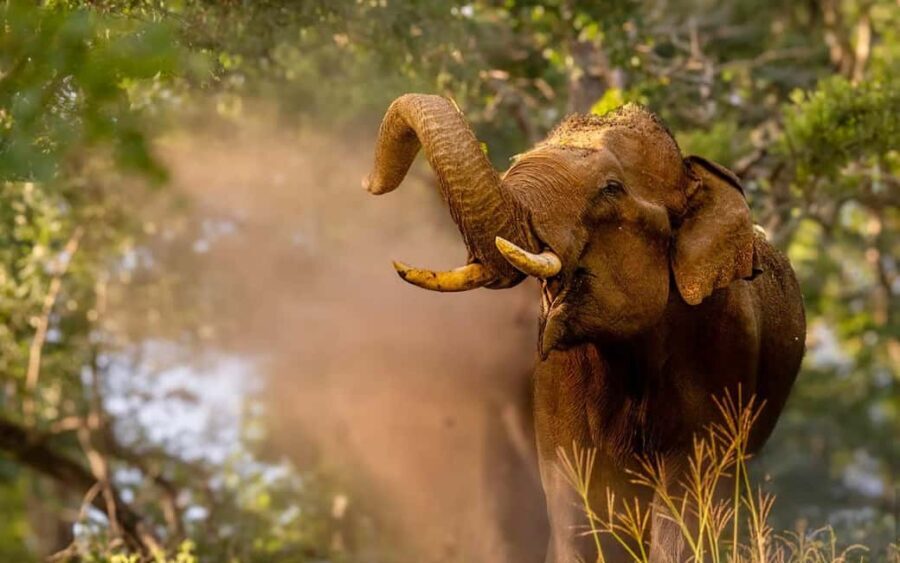 Wildlife Private Day Tour- Mysore to Bandipur National Park - An In-Depth Look at the Mysore to Bandipur Day Trip