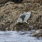 Wildlife Safari and Beach Campfire from Ketchikan - The Value of the Experience