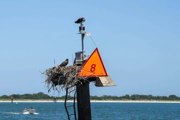Wildwood: Scenic Back Bay Cruise with Sandbar Joe - Introduction: An Inviting Water Adventure