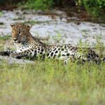 Wilpattu National Park 4-Hours Safari | with Naturalist - Who Is This Tour Perfect For?