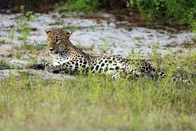 Wilpattu National Park 4-Hours Safari | with Naturalist - Who Is This Tour Perfect For?