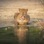 Wilpattu National Park Day Trip from Colombo/Negombo - Practicalities and What to Bring