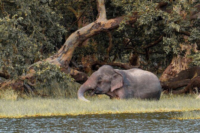 Wilpattu National Park Private Safari From Dambulla & Sigiriya - The Itinerary: What to Expect