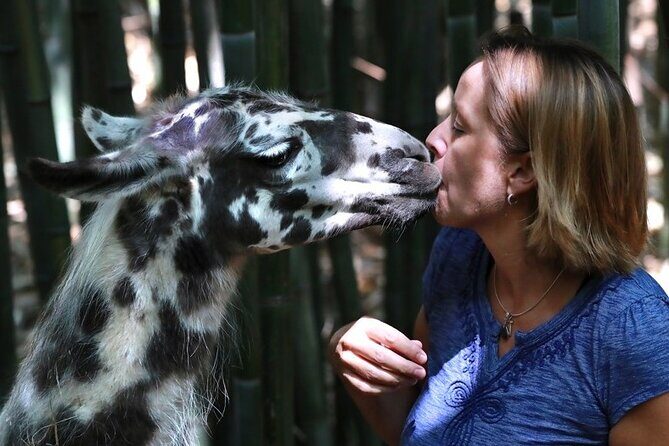 Wine Tasting with Llamas, Alpacas and Guanacos - The Itinerary: What You Can Expect