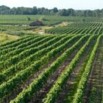 Wine Tour with Lunch in Niagara-on-the-Lake - A Balanced View