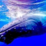 Winona Whale Watching Cruise - Maalaea Harbor - Pricing and Value