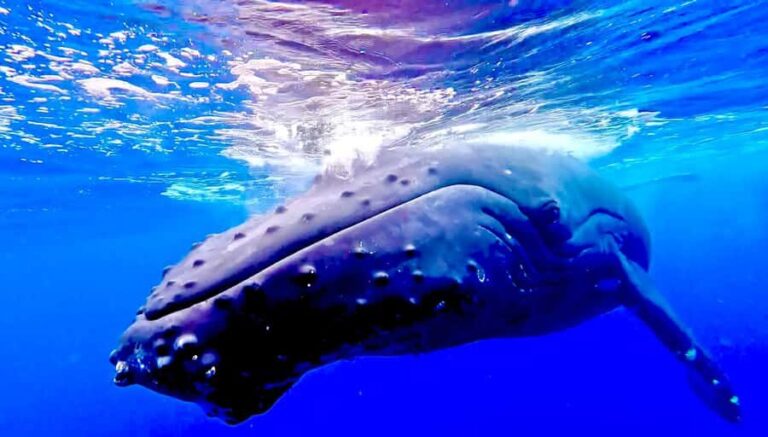 Winona Whale Watching Cruise - Maalaea Harbor - Pricing and Value